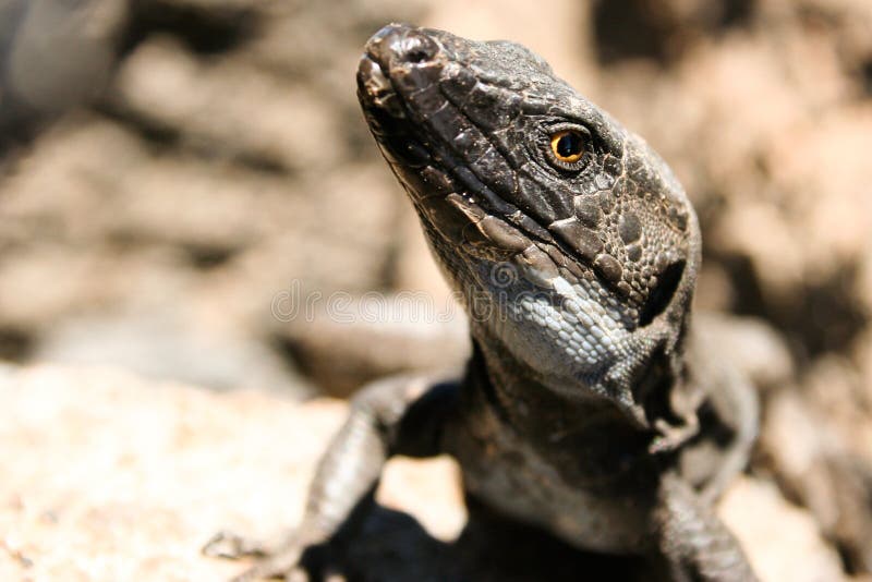 Lizard Gallotia galloti stock photo. Image of wildlife - 21269360