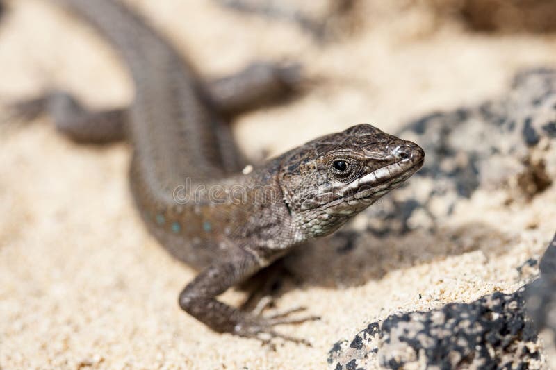 Lizard Gallotia galloti stock photo. Image of famara - 110386560