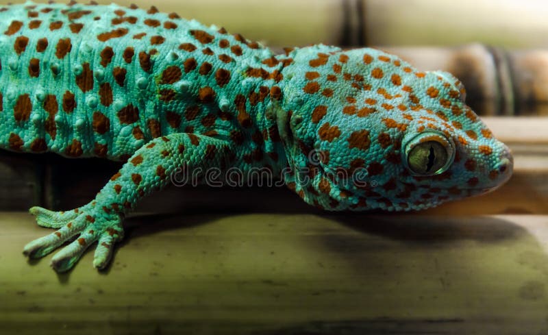 Lizard Gecko Hanging on a Bamboo Wall Stock Image - Image of gecko ...