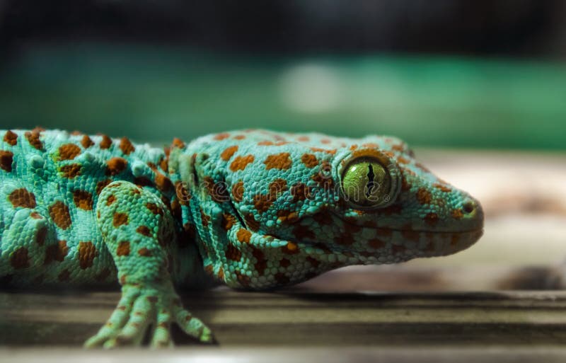 Gecko Hanging Upside Down on a Wall Stock Image - Image of creature ...