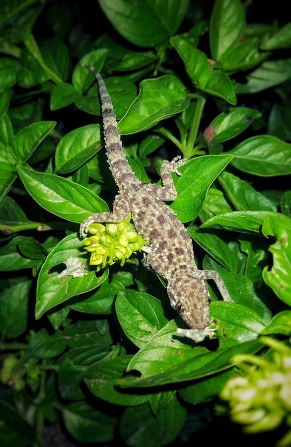 Lizard (gecko) in the Leaves Stock Image - Image of nature, reptile ...