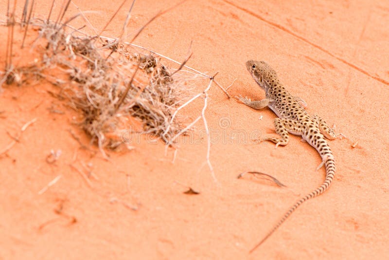Lizard Gecko Running on Red Sand Stock Photo - Image of animal, prey ...