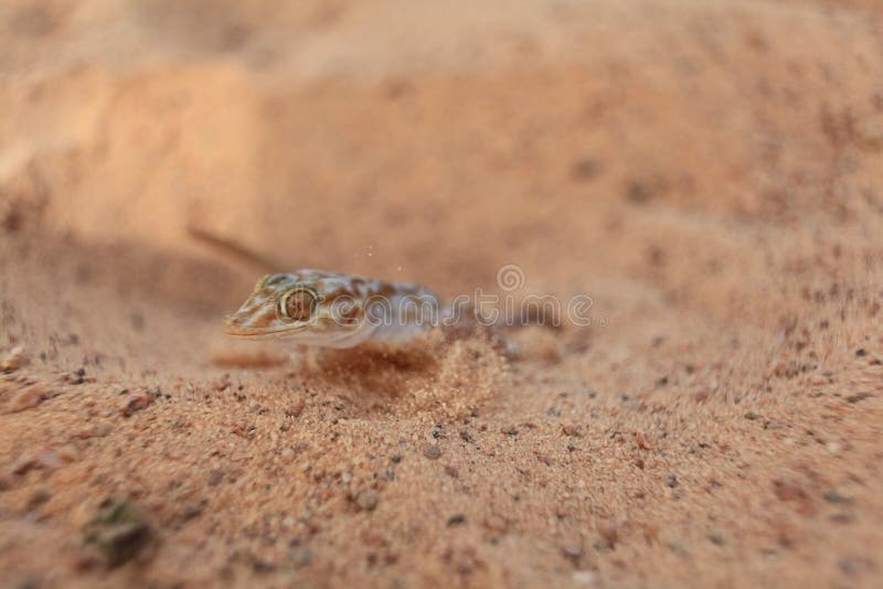 Lizard geckos stock image. Image of lizard, lizards, cape - 61527685