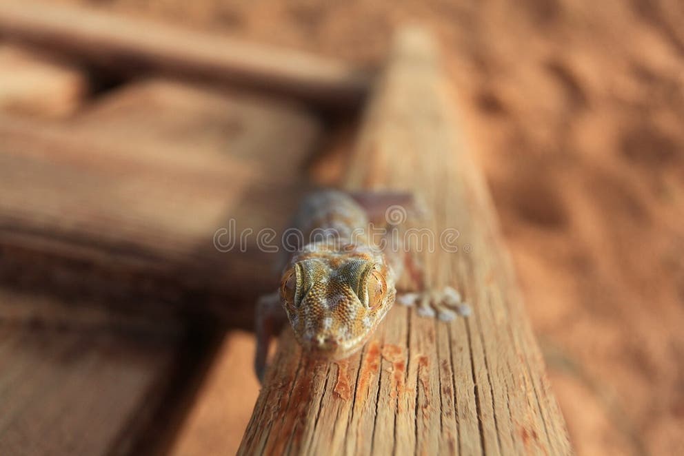 Lizard geckos stock image. Image of brown, close, horned - 61973195