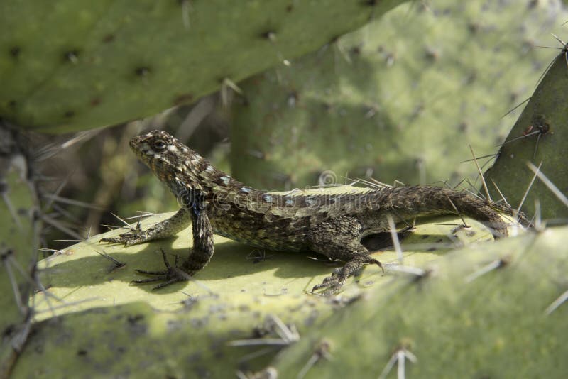 A Lizard Getting the Rays of Sun Stock Image - Image of natural ...