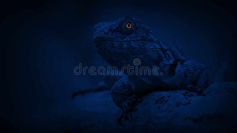 Lizard with Glowing Eyes in the Jungle at Night Stock Video - Video of ...