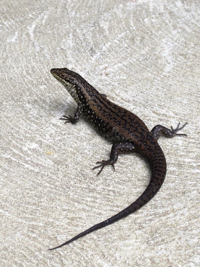 Lizard, goanna, australia stock image. Image of observe - 65768007