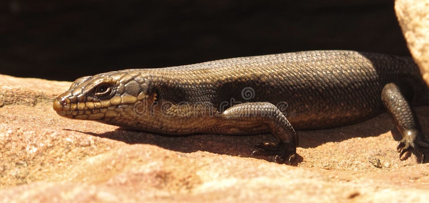 594 Australian Goanna Stock Photos - Free & Royalty-Free Stock Photos ...
