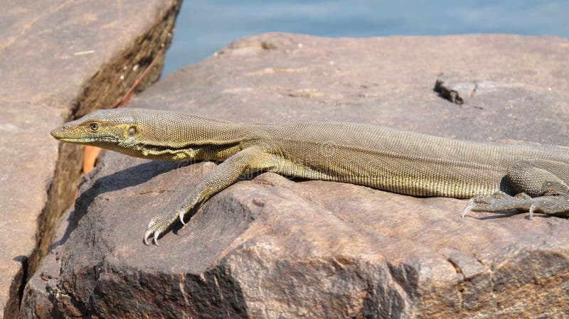 Lizard, goanna, australia stock image. Image of color - 65768283
