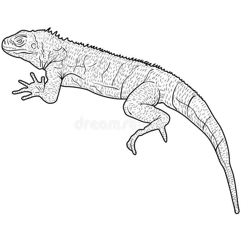 Lizard is Goanna Silhouette on a White Background Stock Vector ...
