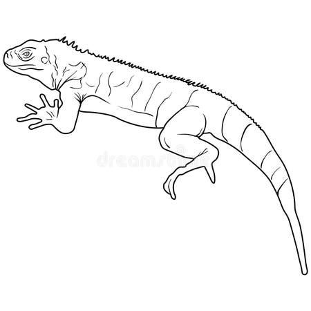 Lizard is Goanna Silhouette on a White Background. Vector Illustration ...