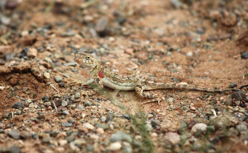Lizard of gobi desert stock image. Image of desert, animals - 99910901