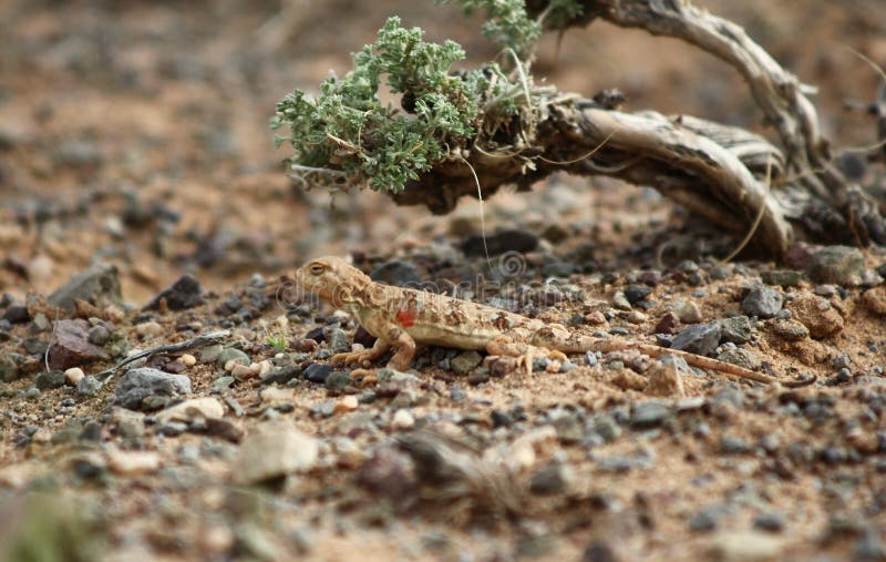 Lizard Gobi Desert Mongolia Stock Photos - Free & Royalty-Free Stock ...