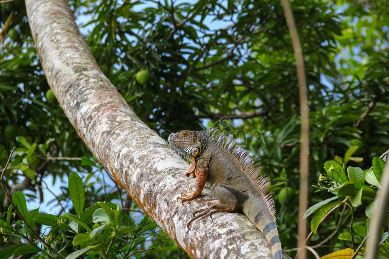 The Lizard Goes Up in the Tree Stock Image - Image of trip, blurred ...