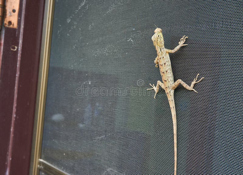 Lizard Grabs on the Wire Screen Stock Photo - Image of animal, wild ...