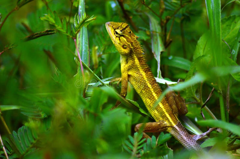 Lizard on grass stock image. Image of amphibian, frog - 183705149