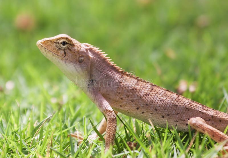 Lizard on the grass stock photo. Image of macro, animal - 23509512