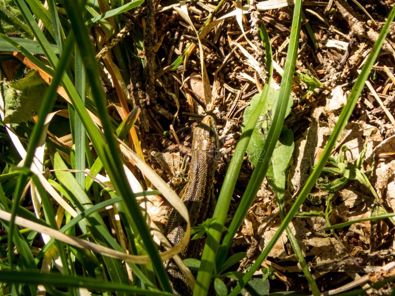 Lizard in a grass bush stock photo. Image of coloured - 190276892