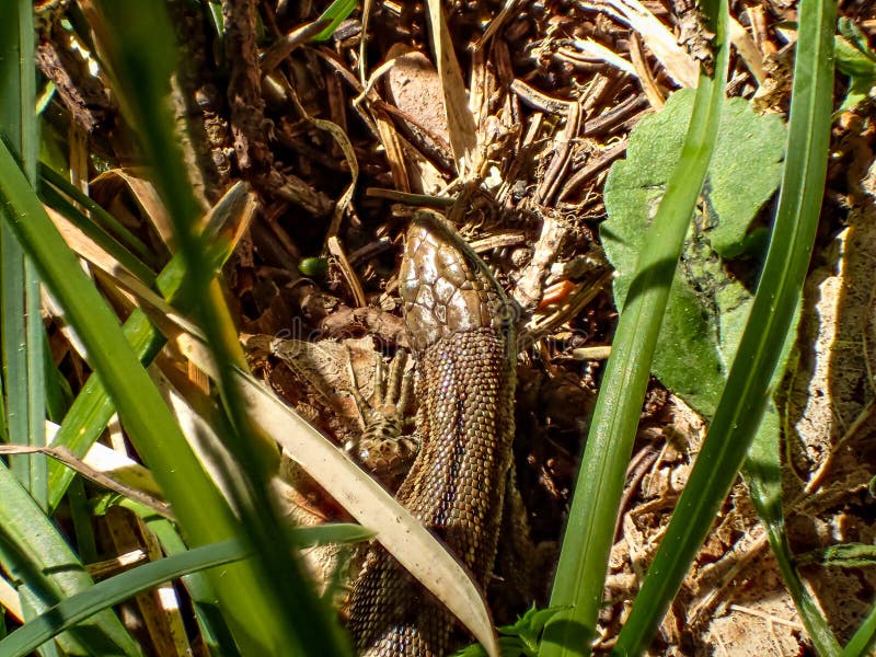 Lizard in a grass bush stock image. Image of reptile - 190277017
