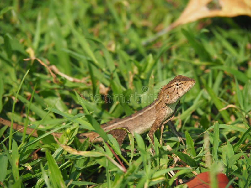 Lizard on Grass stock photo. Image of skin, detail, macro - 66445292