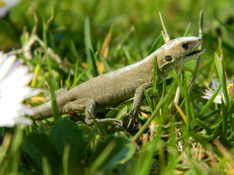 Lizard in the grass stock image. Image of indonesia, creature - 90328069