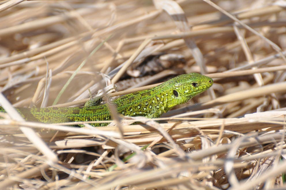 Lizard in the grass stock image. Image of green, wild - 49912241