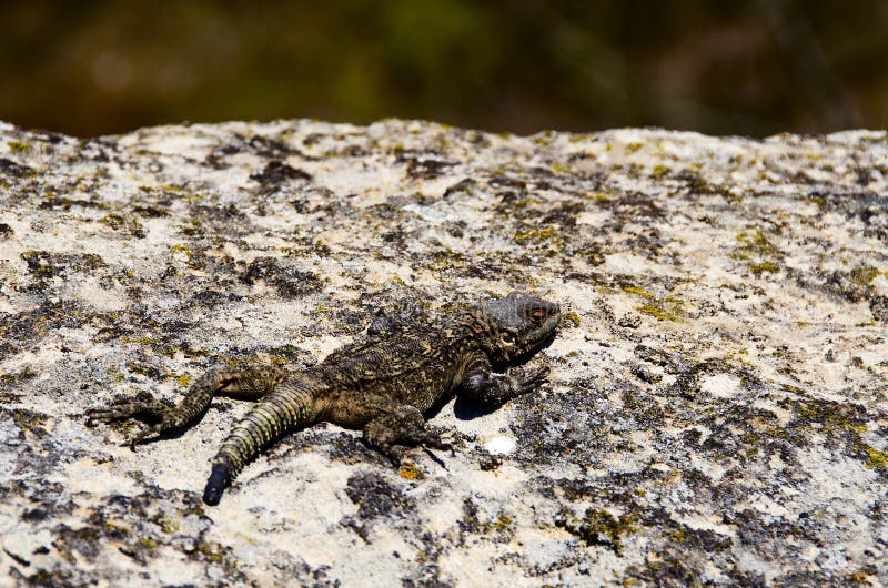 Lizard on a Gray Stone in the Mountains of Georgia on a Blurred Stock ...