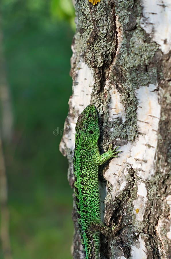 Lizard stock image. Image of hanging, tree, reptiles - 66448891
