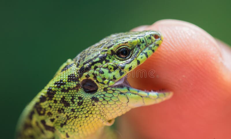 824 Lizard Finger Photos - Free & Royalty-Free Stock Photos from Dreamstime