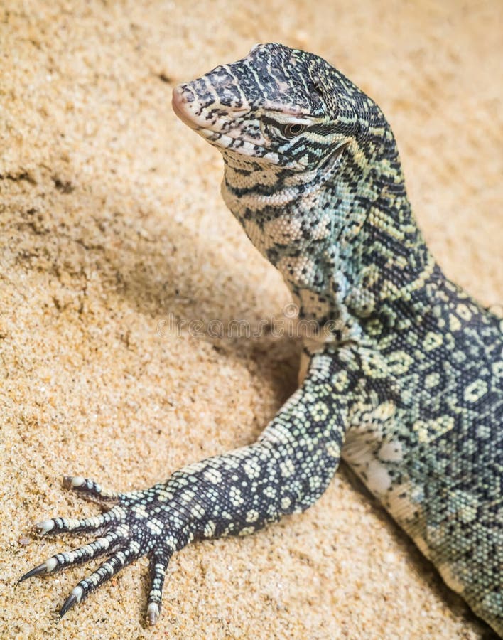 Lizard stock image. Image of black, desert, looking, monitor - 39000477