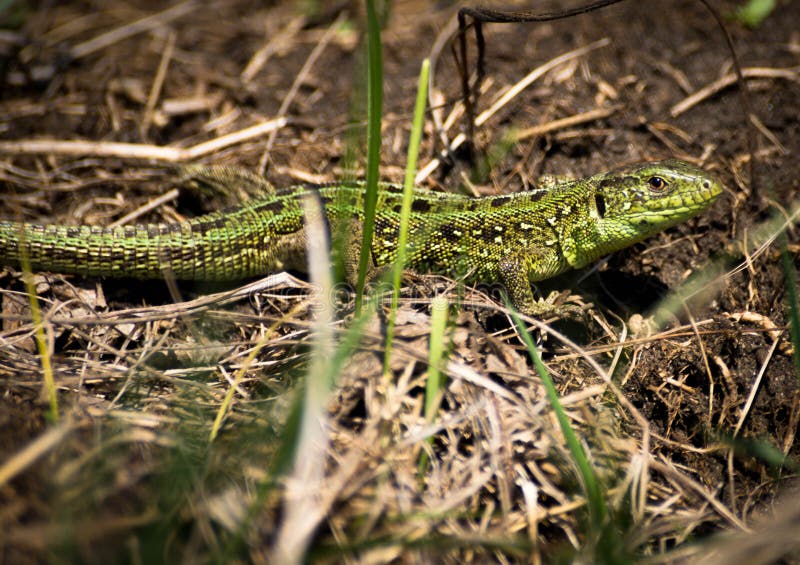 Lizard in the green grass stock image. Image of tail - 116446857