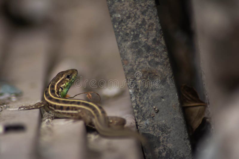 Lizard with Green Hues. Common Lizard with Beautiful Patterns Stock ...