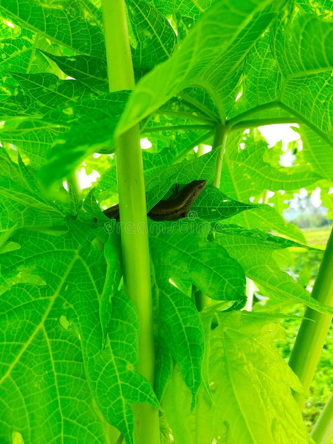 A Lizard on a Green Leaf Looking for Prey Stock Image - Image of farmer ...