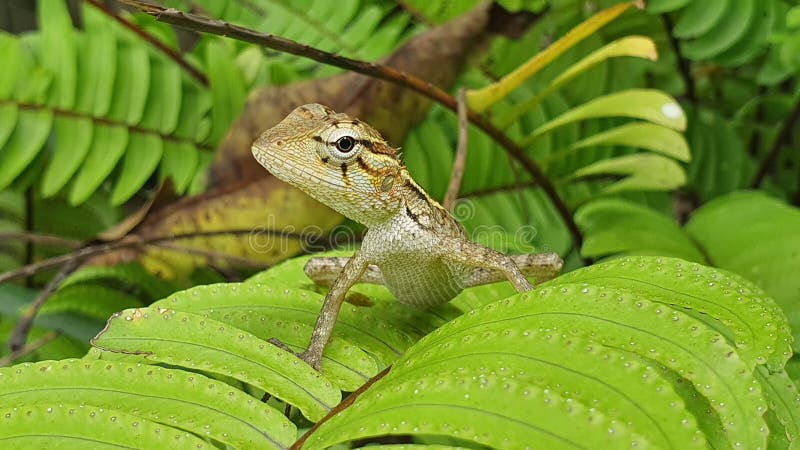 Lizard on the leaf stock image. Image of foods, panther - 229953863