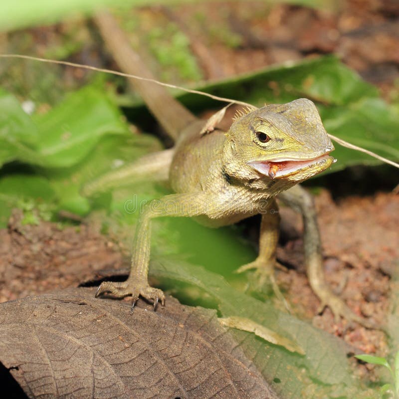 Lizard Green Lizard Finding Food Stock Photo - Image of scaly, reptile ...