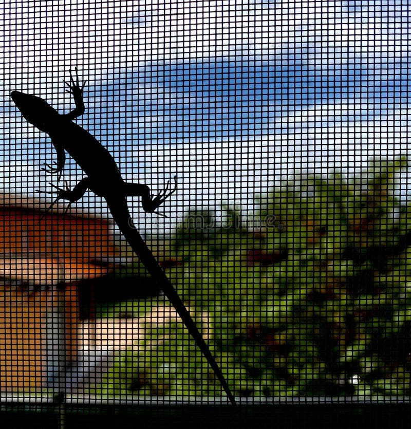 Lizard stock photo. Image of lizard, branch, sunlight - 205467994