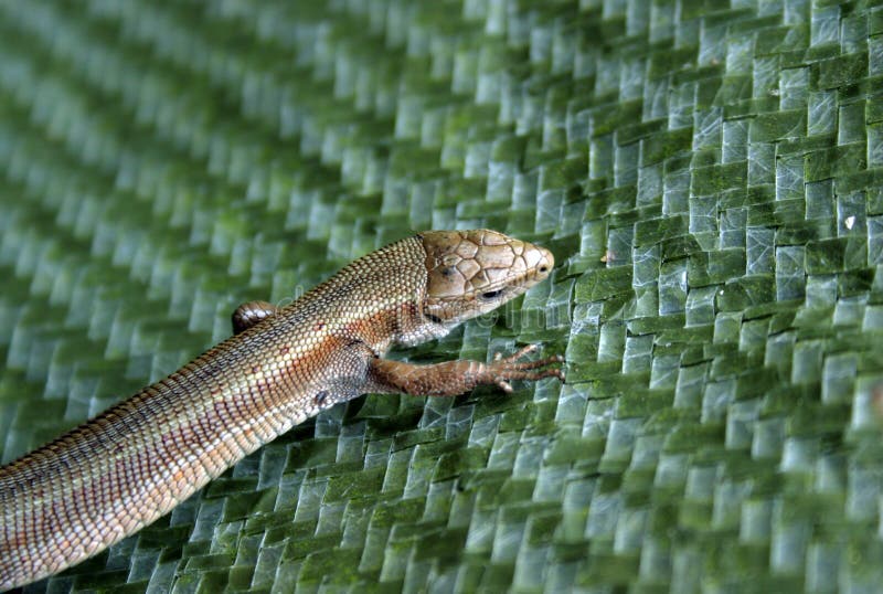 Lizard on green pattern stock image. Image of fauna, green - 131045