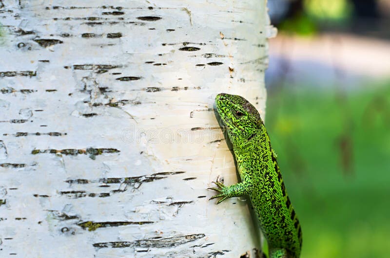 Lizard stock photo. Image of agility, curiosity, green - 54476482