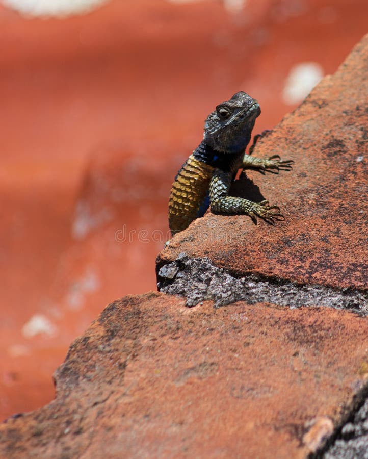 A lizard greeting the sun stock image. Image of profile - 268769897