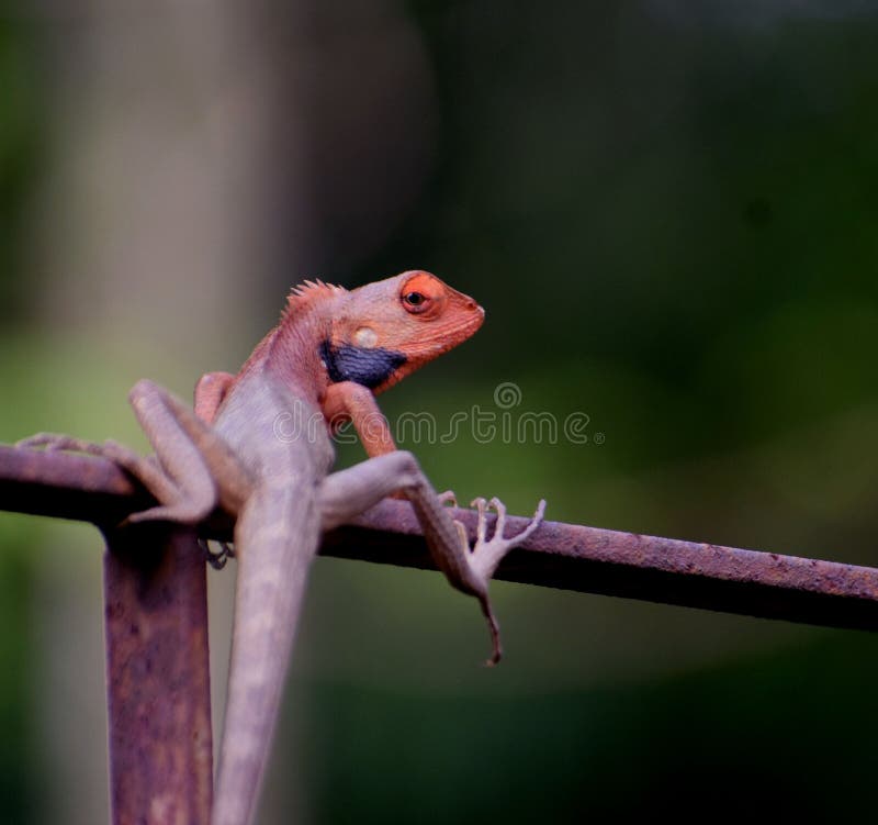 Lizard on the grille stock image. Image of birds, corner - 142377293