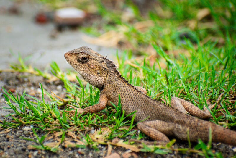 Lizard Sitting on the Grass in the Garden with a Nature Background ...