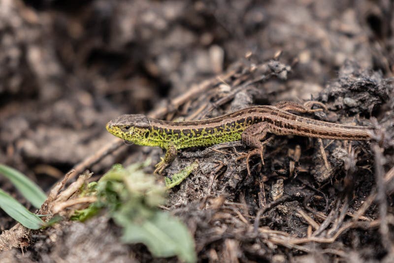 Lizard on the ground stock photo. Image of closeup, tail - 218555288