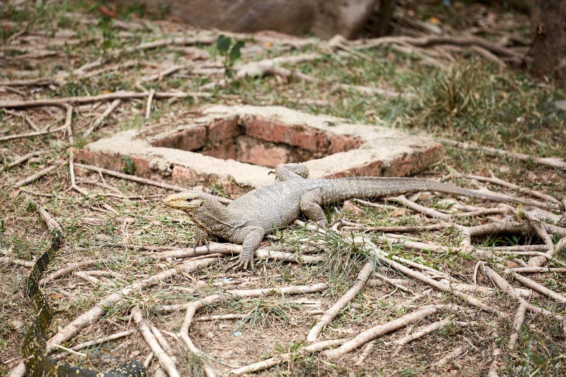 Lizard on ground stock photo. Image of tropical, ground - 152375288