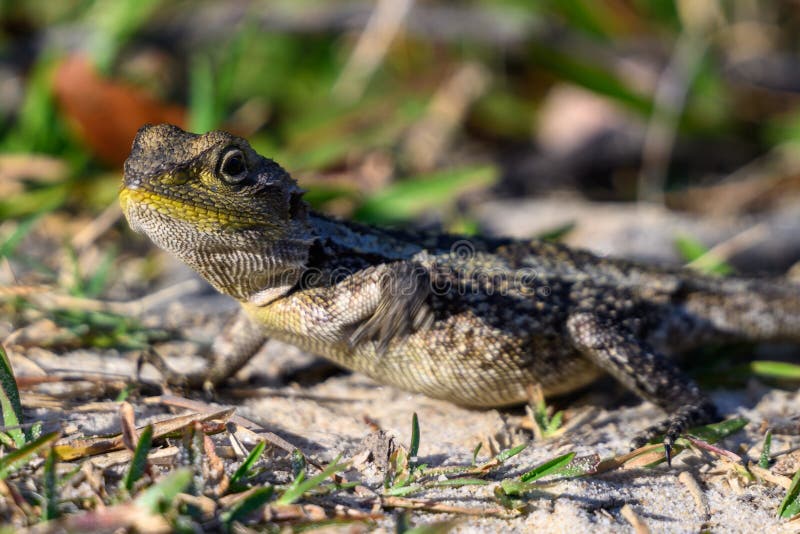 Lizard on the Ground Waving a Leg Stock Photo - Image of life, toad ...