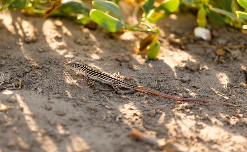 Lizard on the Ground in the Wild Stock Image - Image of reptile, wild ...