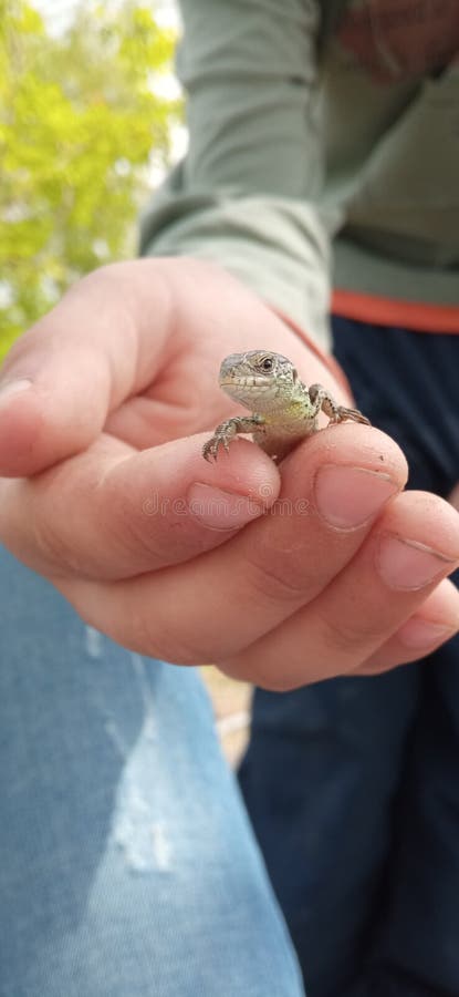 Lizard in hand stock image. Image of green, frog, insect - 247887125