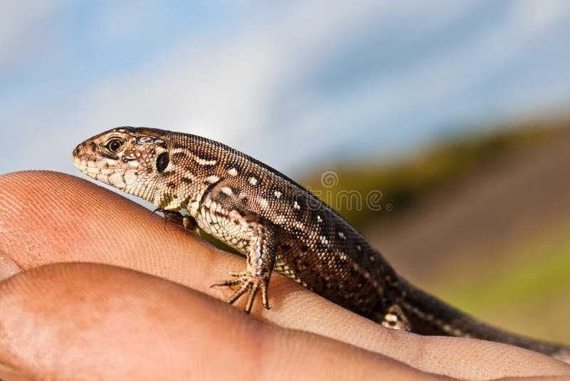 Lizard in hand stock image. Image of outdoors, agilis - 27554199