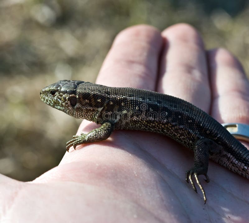 Lizard in hand stock image. Image of animals, portrait - 46132489