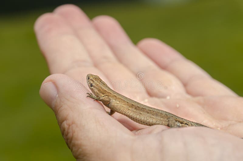 Lizard on Hand Close Up Photo Blured Background Stock Photo - Image of ...