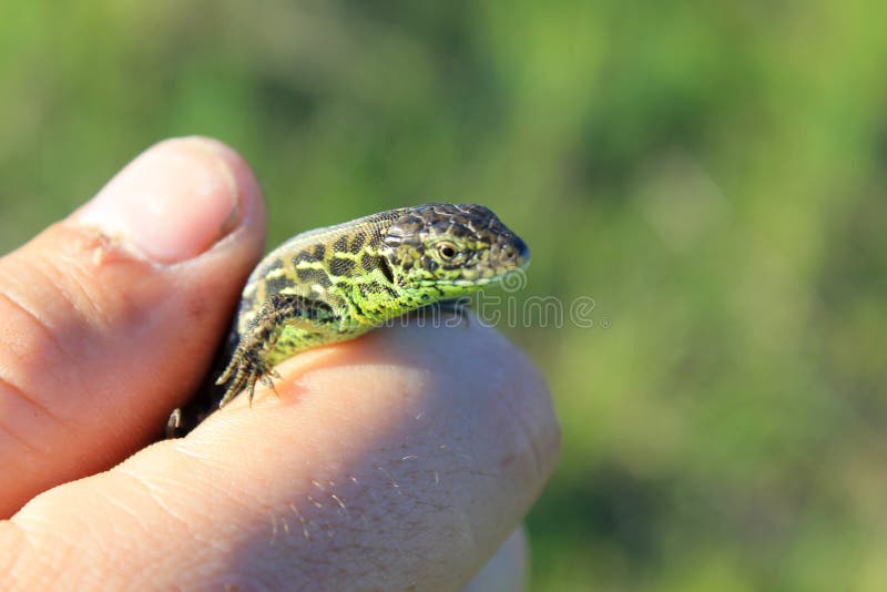 Lizard in his hand stock photo. Image of reptile, palm - 37186026